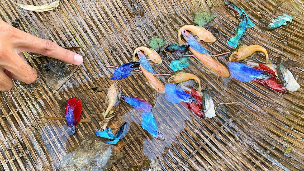 Wow This Lotus Lake So Many Haftmoon Colorful Betta Fish And Gold ...