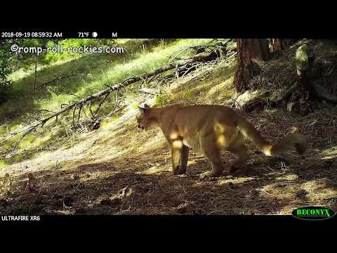 Mountain Lions Sniffing & Leaving Scent Marks (Sept-Oct, 2018)