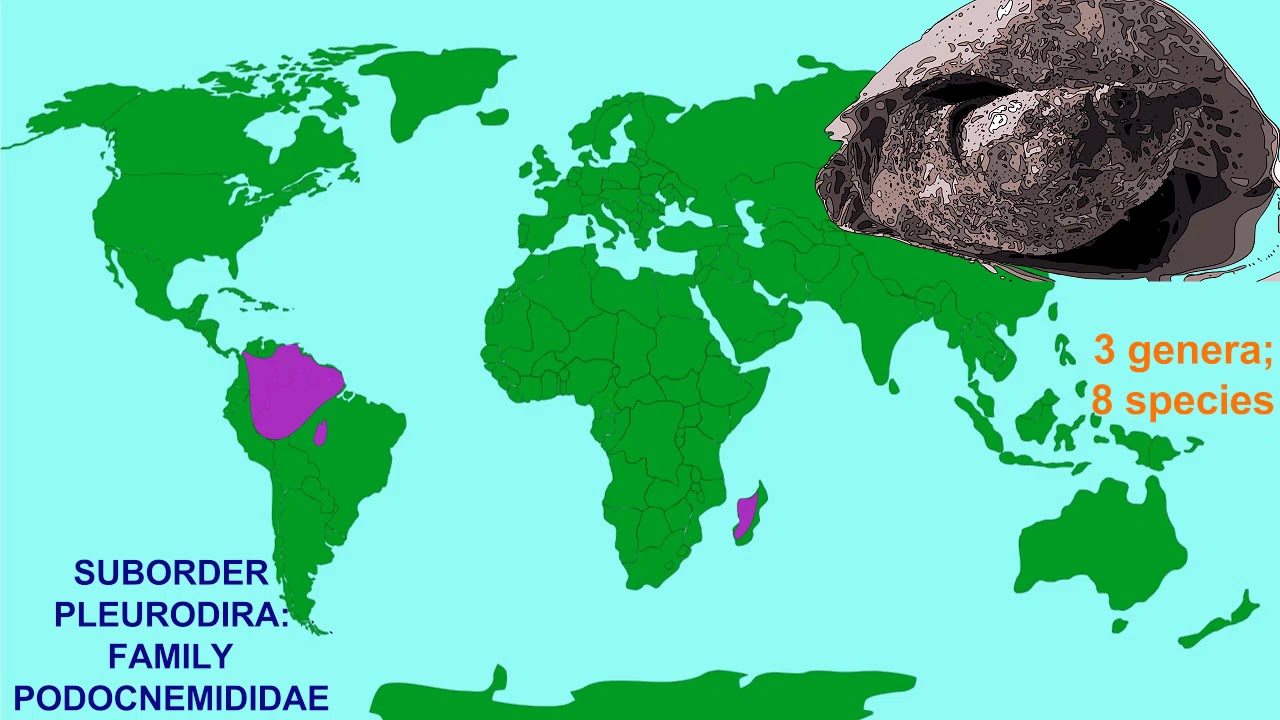 turtle suborder Pleurodira - YouTube