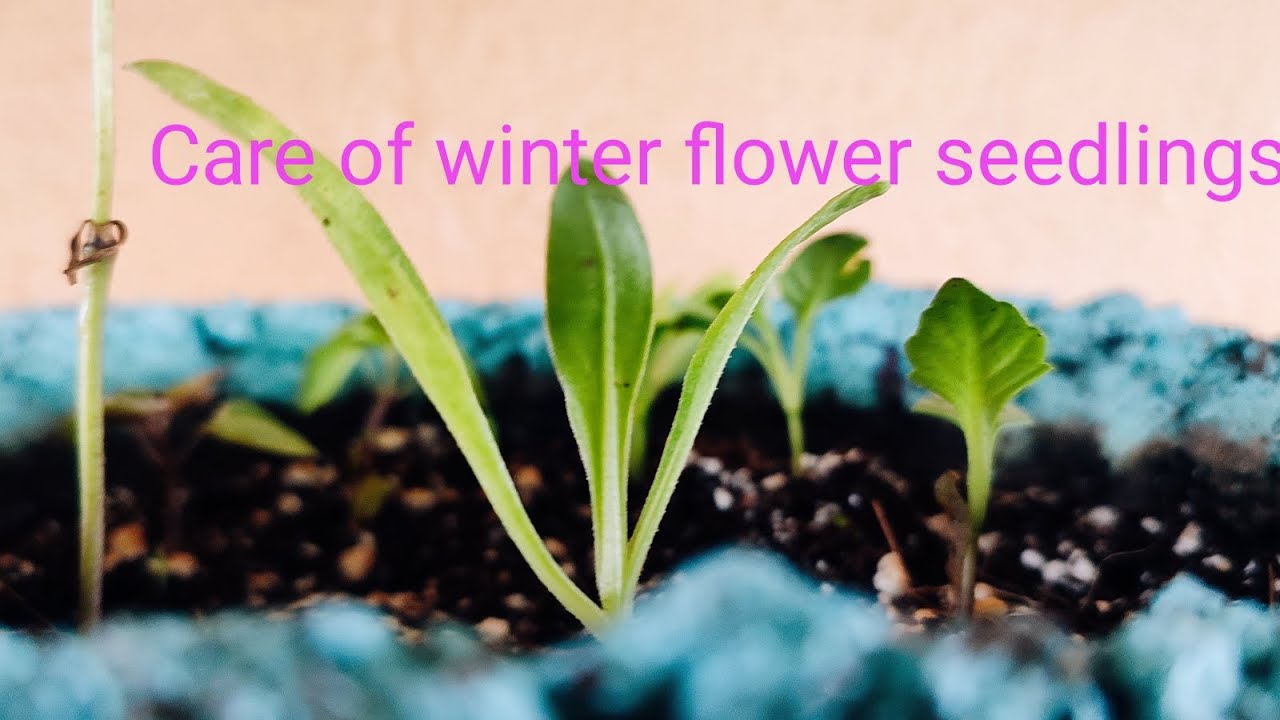 Care of winter flower seedlings after purchase - YouTube