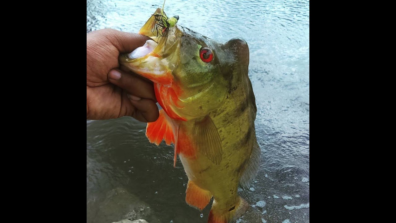 Big Butterfly Peacock Bass in Hillsboro Canal - YouTube