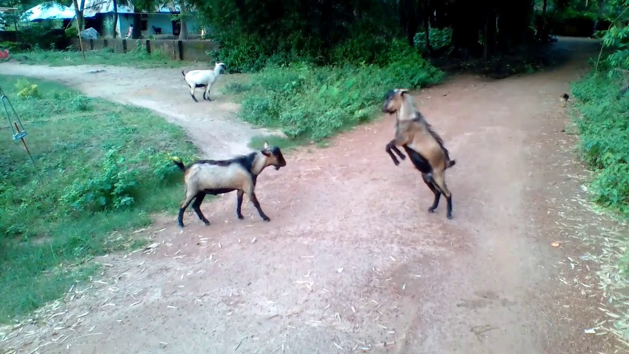 two goat fighting in the village road - YouTube