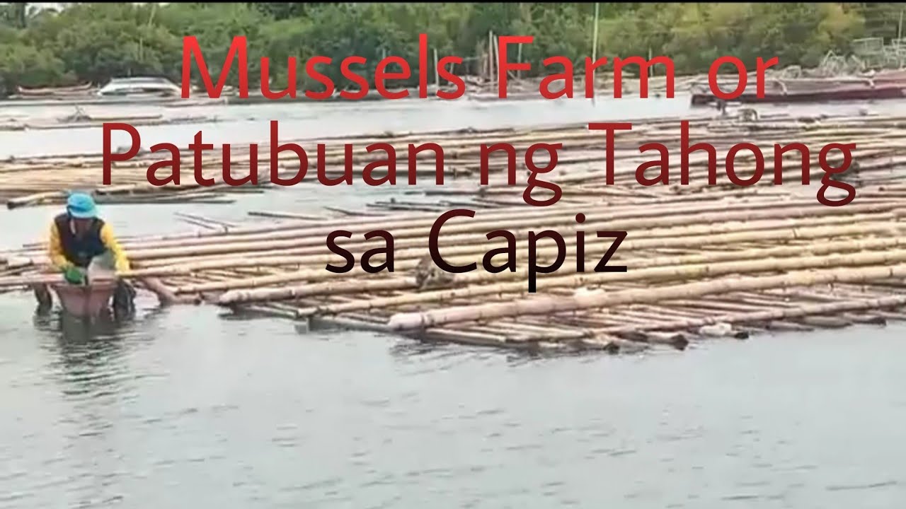 THE MUSSEL'S FARM OR PATUBUAN NG TAHONG IN CAGAY ROXAS CITY CAPIZ ...