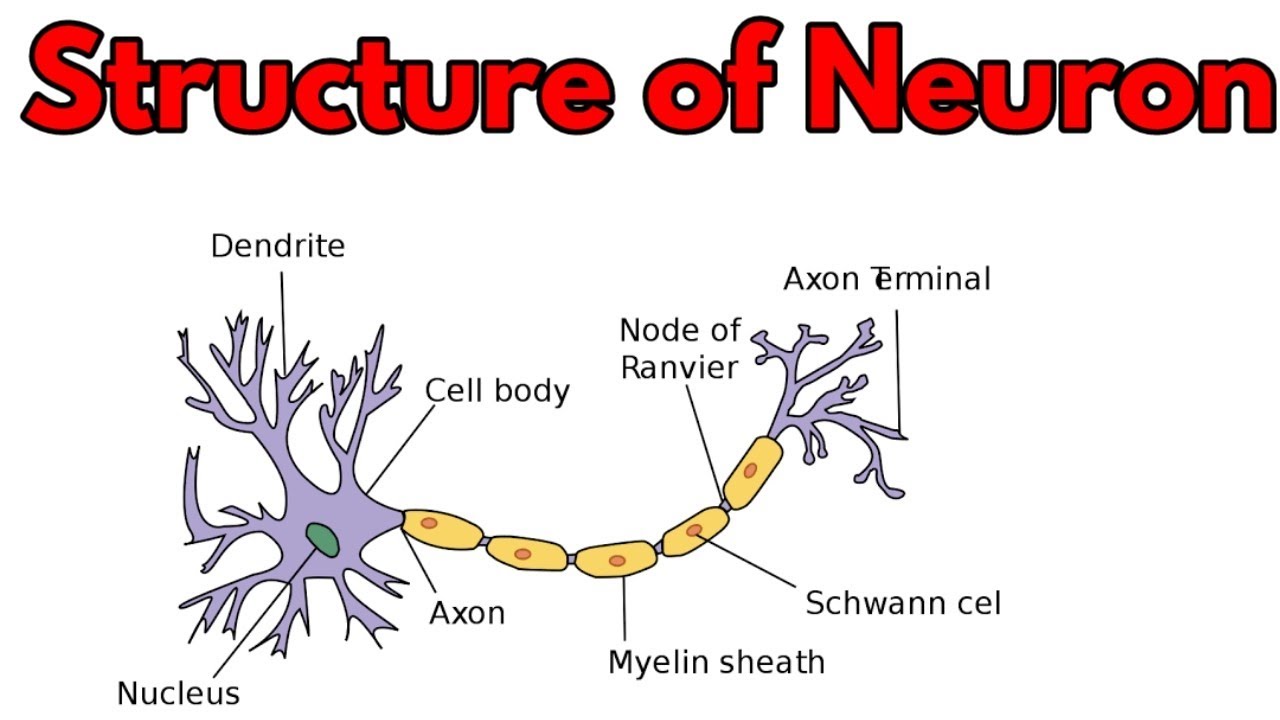 Structure of typical Neuron|Neuron structure class 12|Structure of ...