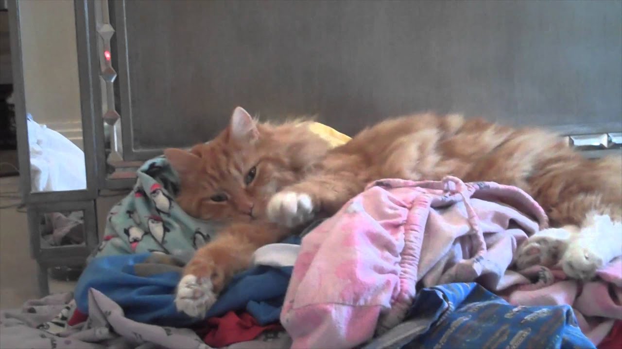 sleepy cats song - YouTube