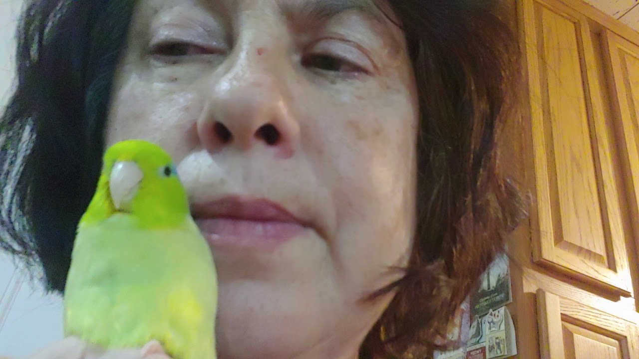 Cuddling with my Parrotlet Ditty - YouTube