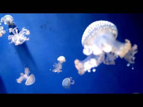 Genova, Italy - Acquario - Bigo