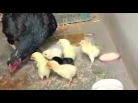 day 1 New born baby chicks eating food with the help of mother hen 1564 ...