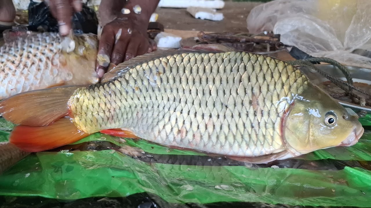 Wow!! big fish rohu katla fish golden fish Live Video Adapur Fish ...