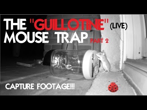 How to build a Live Mouse Trap with simple materials- The Guillotine ...