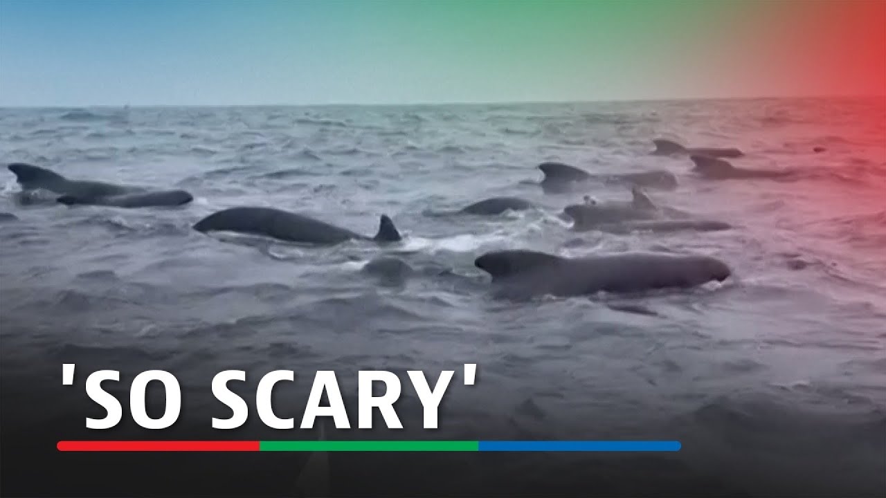 'So scary'. Whales surround rower out in the Atlantic | ABS-CBN News ...