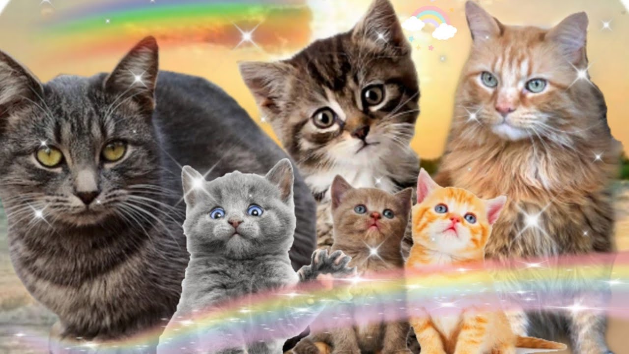 Kucing Lucu || Lagu kucing || disini senang disana senang || Anak ...