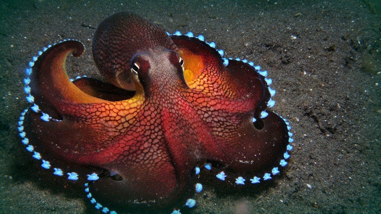 Blue-ringed octopus. The most dangerous octopus?1 - YouTube