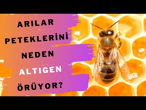 Doğanın Geometrisi