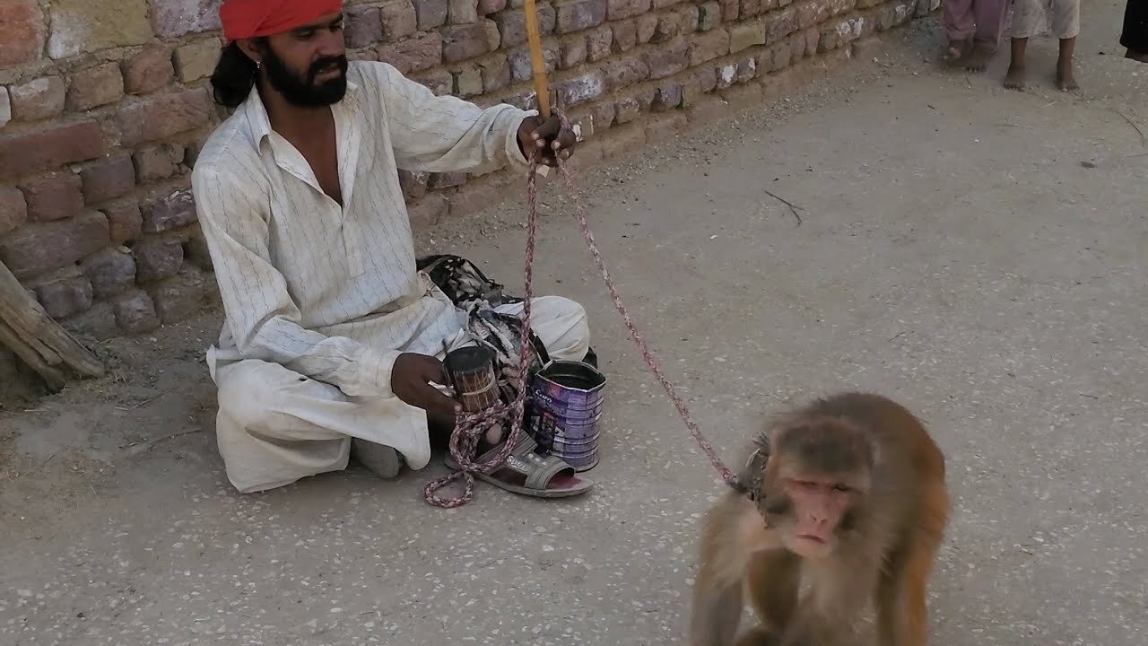 Monkey talent and dance performance|monkey video|#monkey #funnyvideo ...
