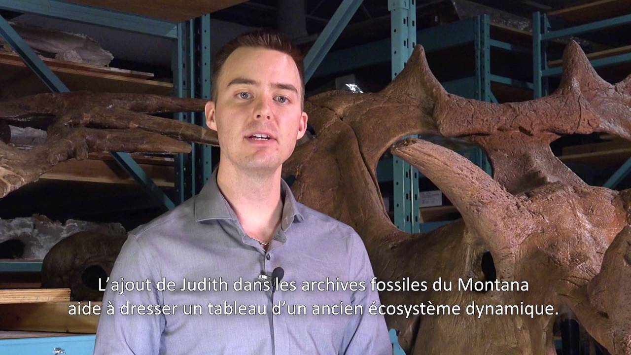 Une nouvelle espèce de dinosaure à cornes : Judith - Musée canadien de ...