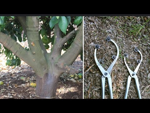 GIRDLING IN FRUIT TREES 🌴 - YouTube