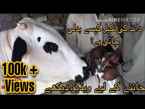 Wachay ki Nakail (nath) Badalnay ka Tareeka || Informative Video ...