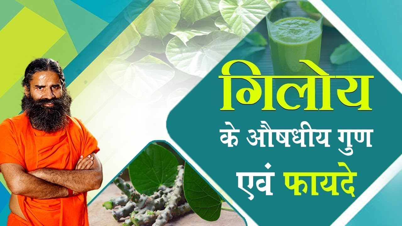 Benefits of Giloy, Review of Giloy use | Guduchi green giloy stems ...
