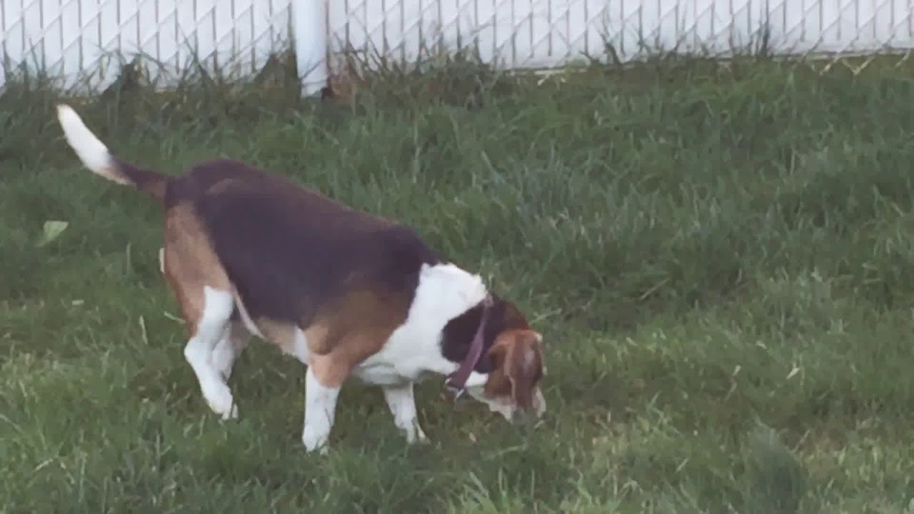 My idiot dogs part 3 - YouTube