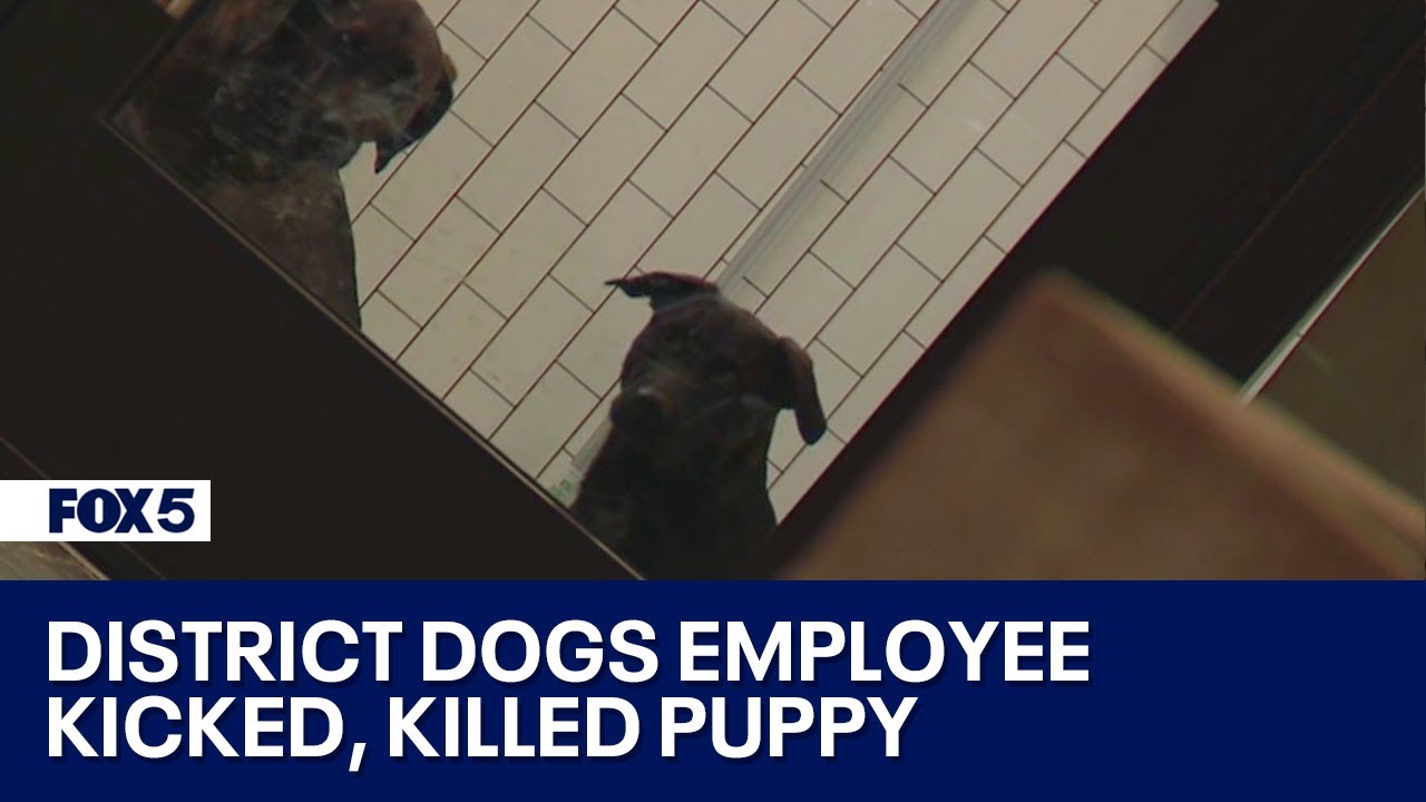 District Dogs employee kicked puppy, killing it after dog became 'too ...