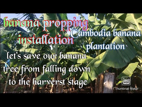 how to do propper propping installation banana | banana farming in ...
