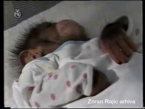 1992. 01. Simpanza Zorica - YouTube