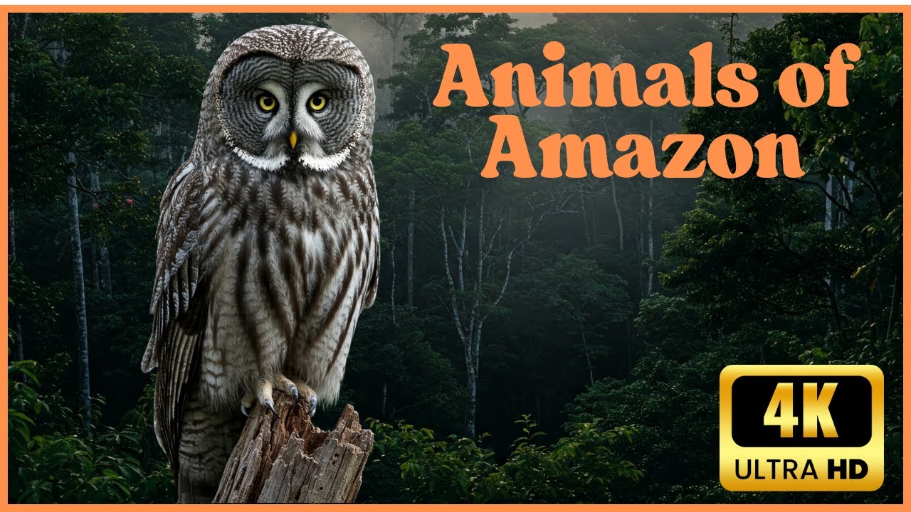 Amazon Rainforest Wildlife in 4K (Past 2) – Meet the Jungle's Most ...