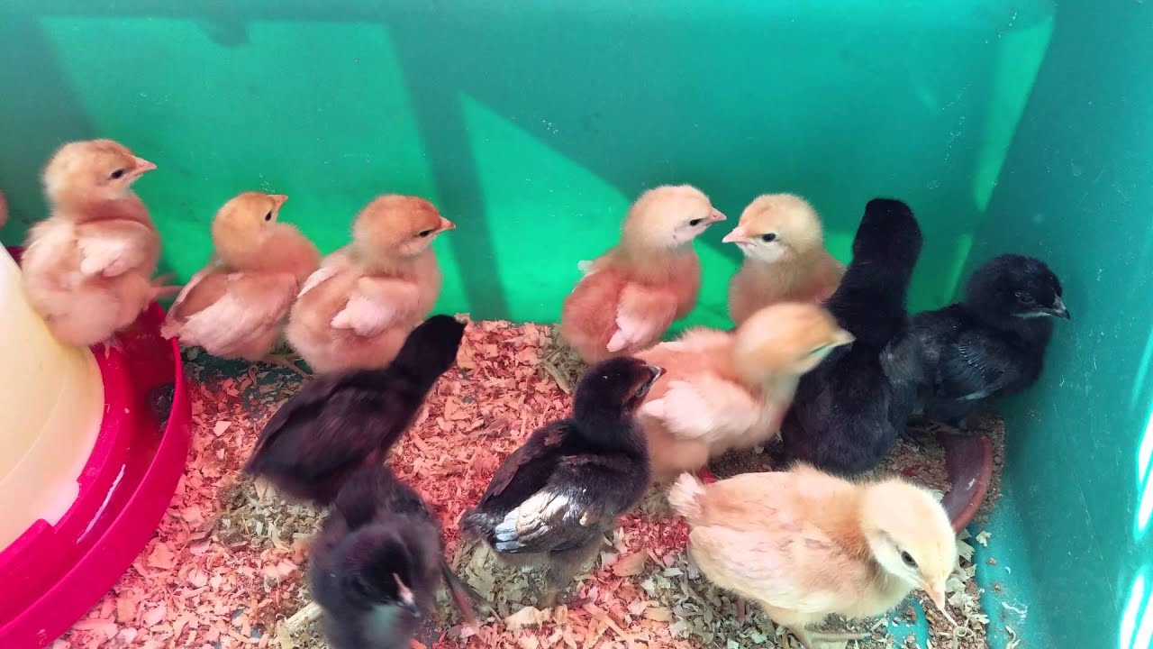 El Pollo Diablo 4K - YouTube