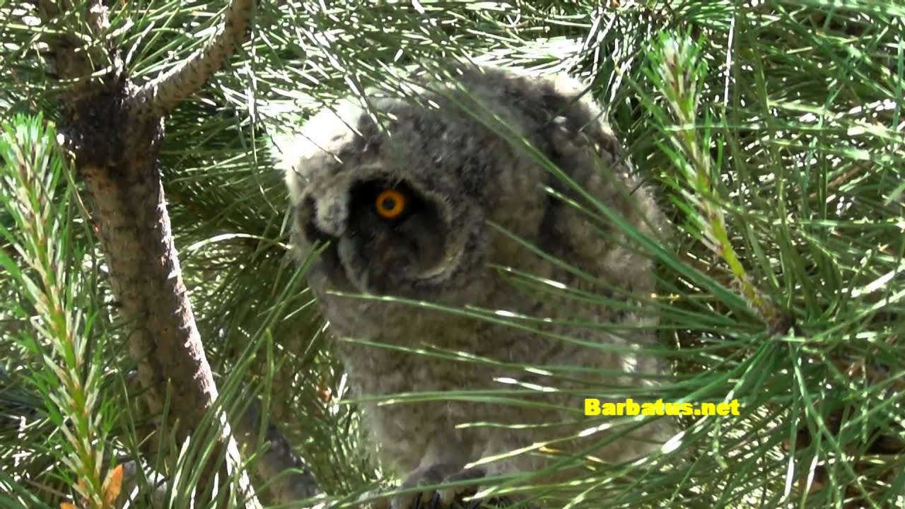 Buho chico ( Asio otus ) Long-eared owl - YouTube