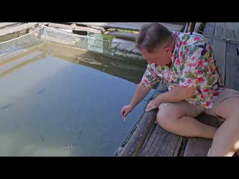 Makłowicz karmi ryby - YouTube