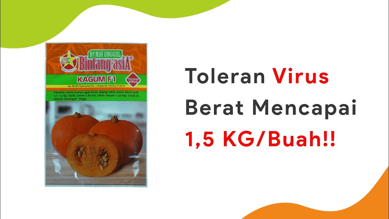 Benih Labu Oren/Kabocha Unggul, Bobot Buah 1,5Kg !! | Benih Labu Unggul ...