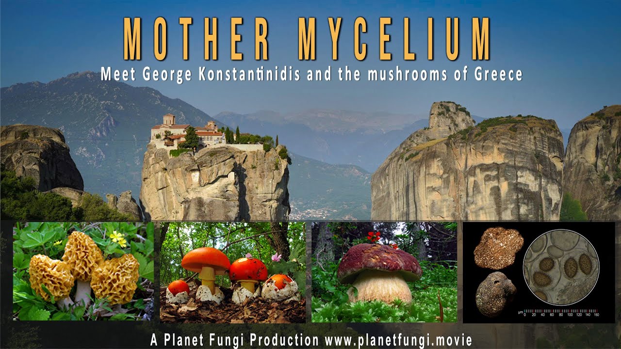 MOTHER MYCELIUM - The Mushrooms of Greece - YouTube