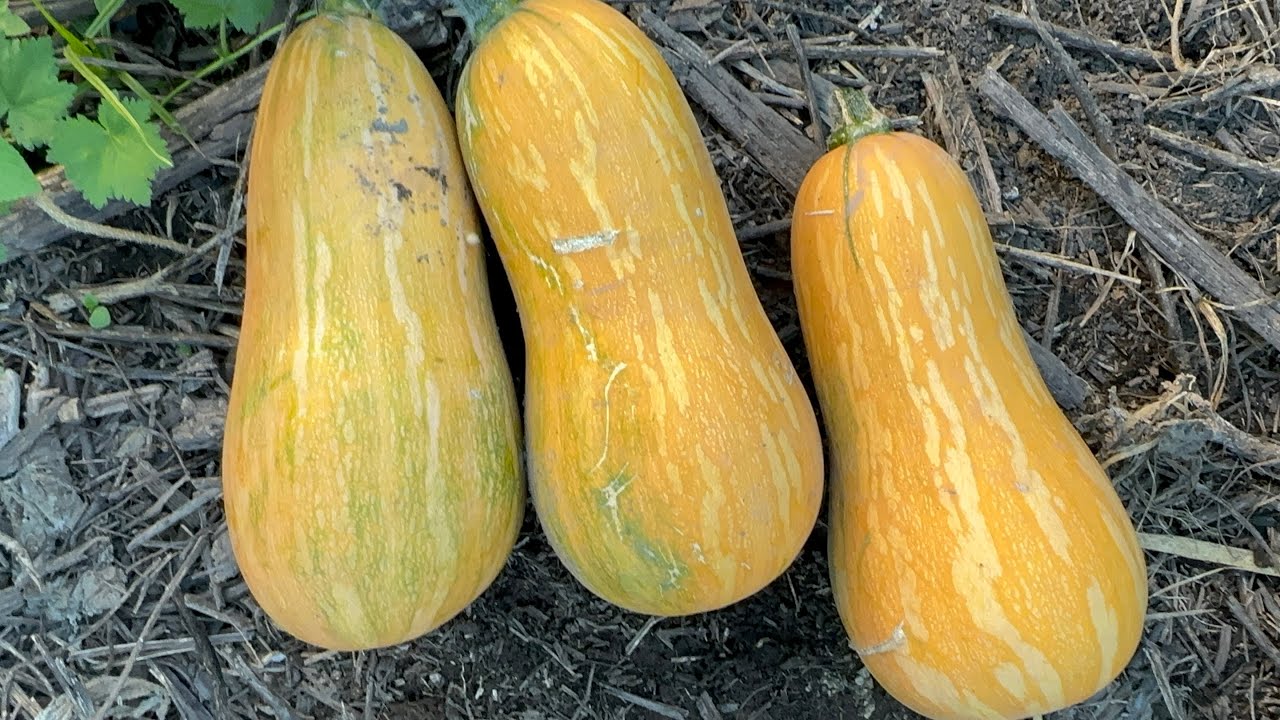 Zapallo Coreano en casa | Tucumán - YouTube