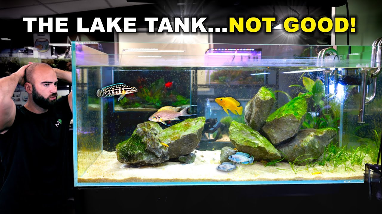 THE LAKE TANK AFTER 2 WEEKS!! (HUGE MESS) - YouTube