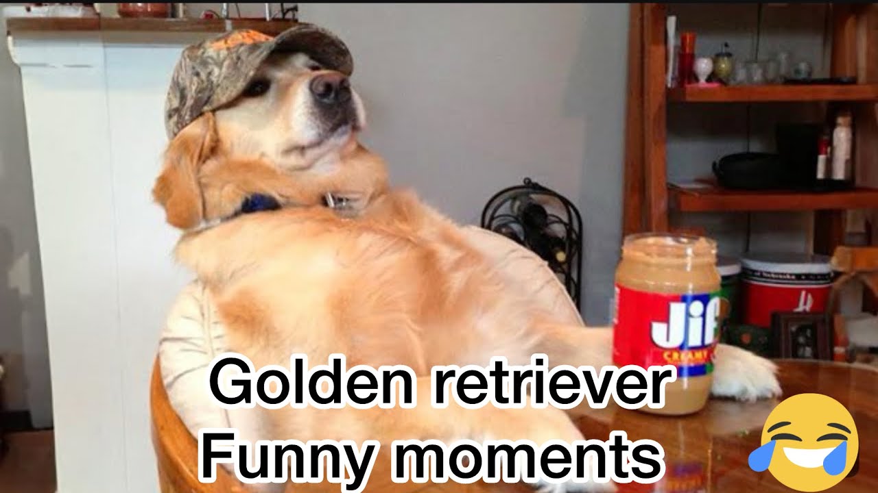 Golden retriever funny moments 😂 - YouTube