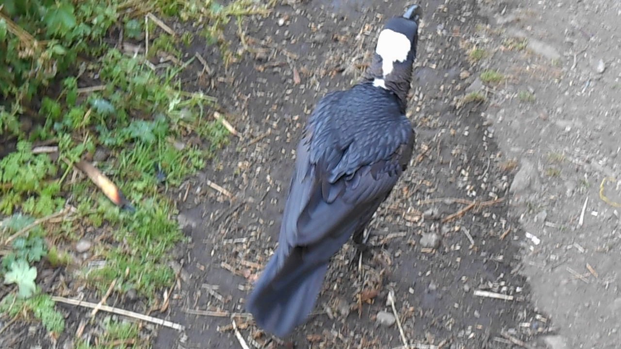 Rare Thick Billed Raven - YouTube