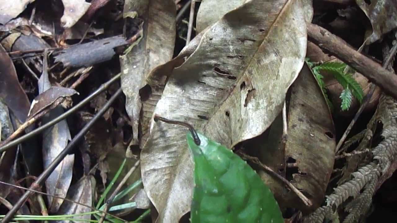 Mt. Isarog's Limatik - YouTube