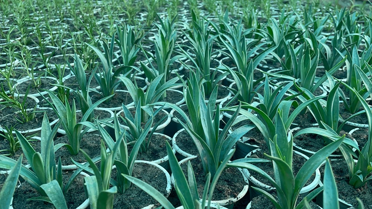 How to propagate lavender,carnations serissa plant & hydra vine - YouTube