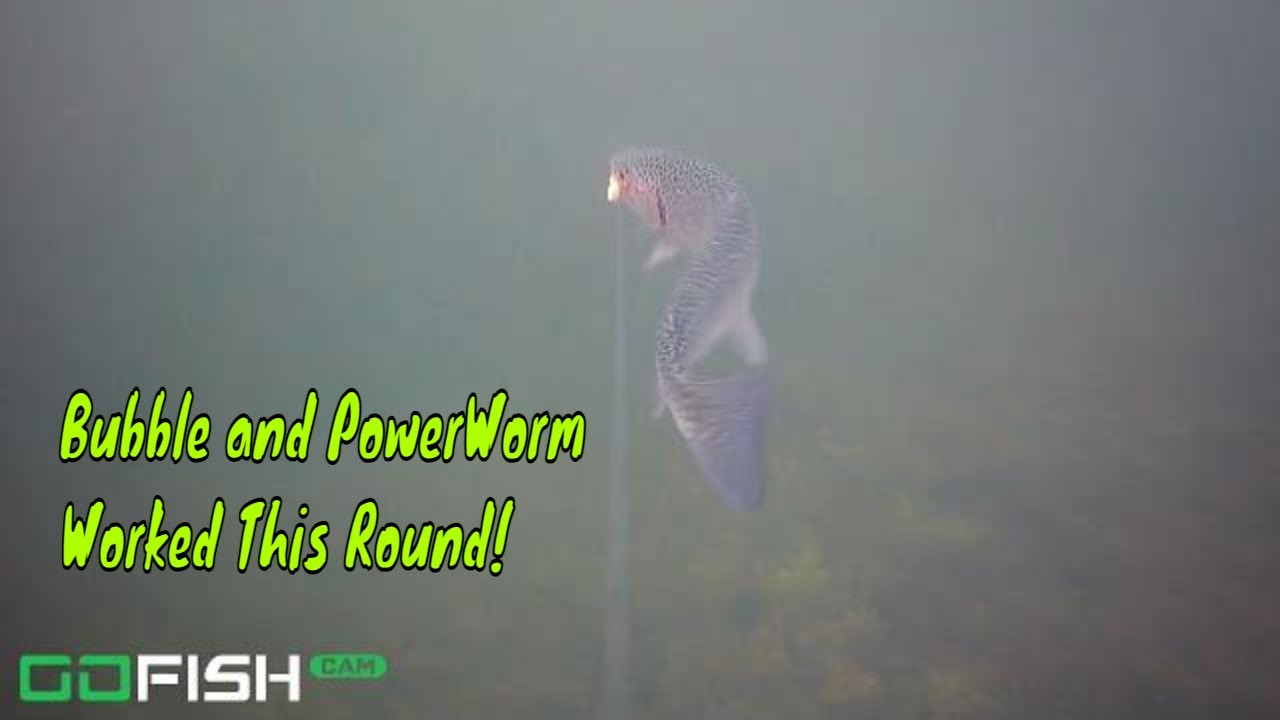 Trout Fishing | Bubble and PowerWorm Rig Worked This Round - YouTube