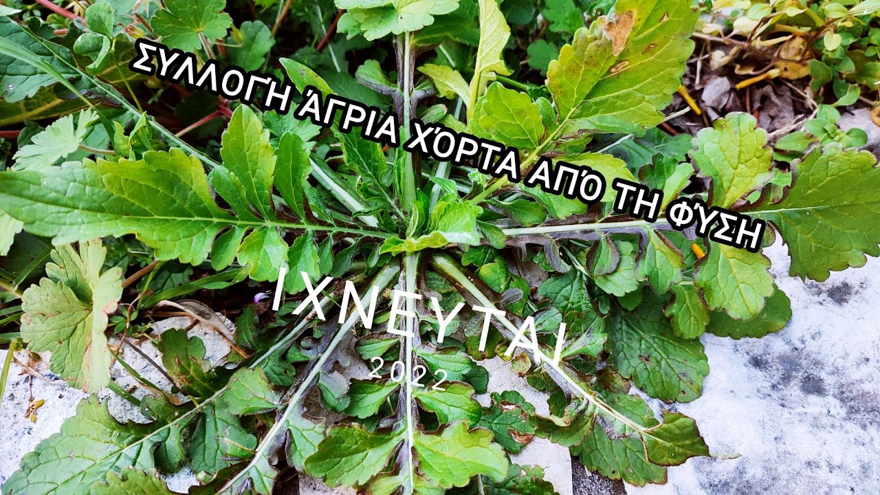 Άγρια φαγώσιμα χόρτα και μαγείρεμα στην φύση - YouTube