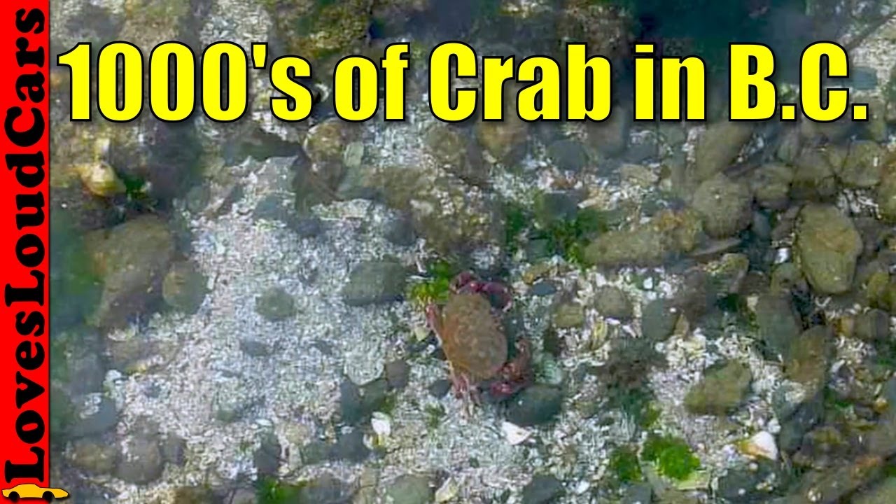 Thousands of Crabs on Vancouver Island BC - YouTube