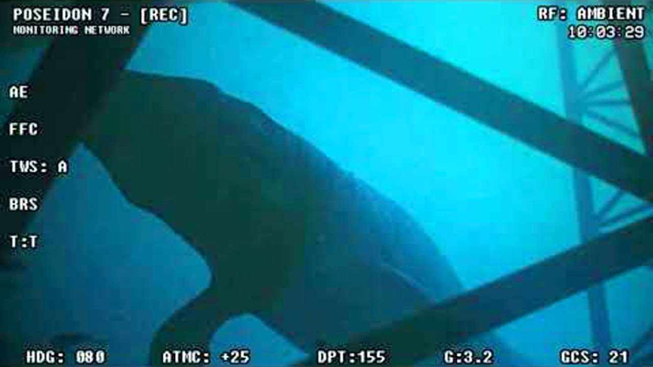 Oil Rig Workers Spotted an Unidentified Deep Sea Creature, What ...
