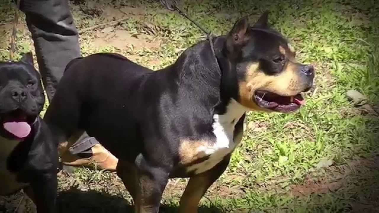 American Bully Muscle American Bully Muscular PAX Gottyline IPC ...