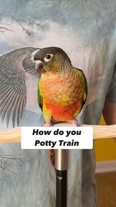 How to Potty Train a Green Cheek Conure Potty Training a Parrot - YouTube