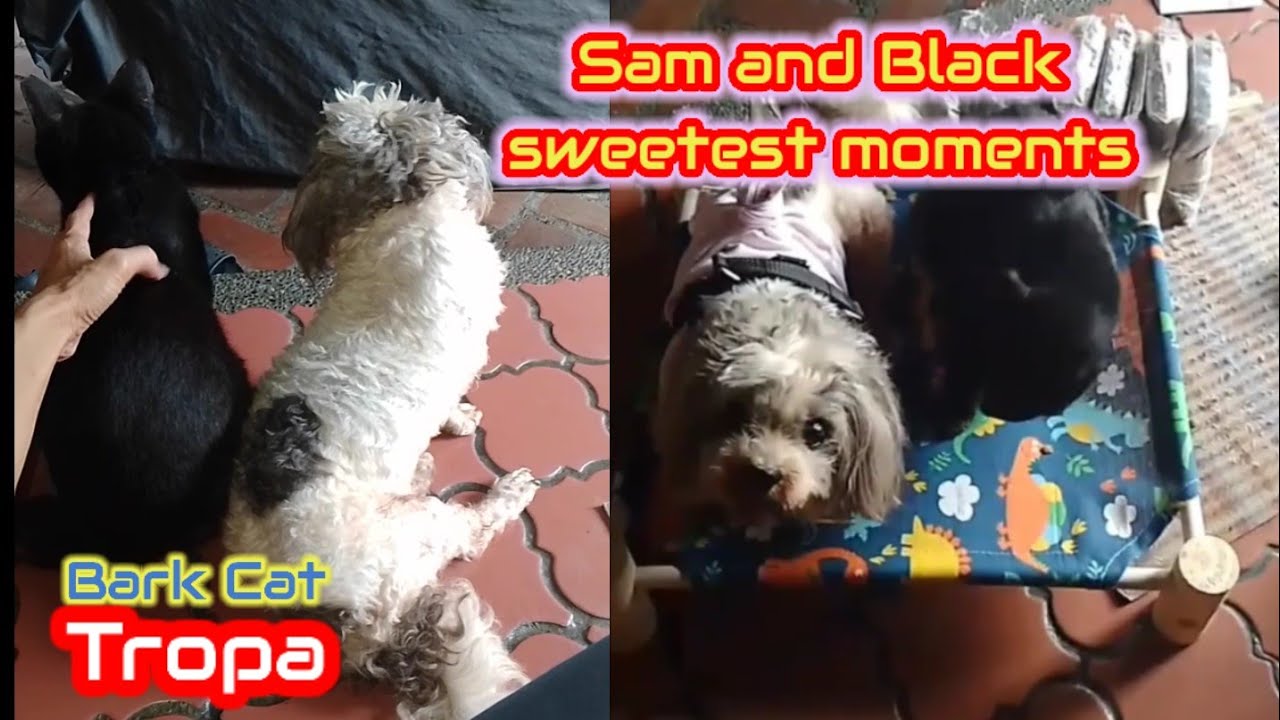 "Together Fur-ever: Sam and Black's Sweetest Moments" - YouTube