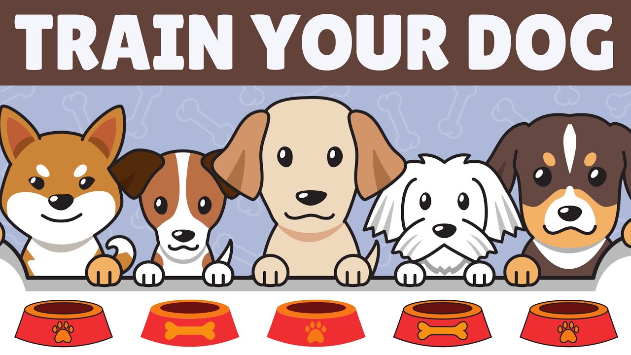 How To Train Your Dog At Home | Basic Dog Training Tips - YouTube
