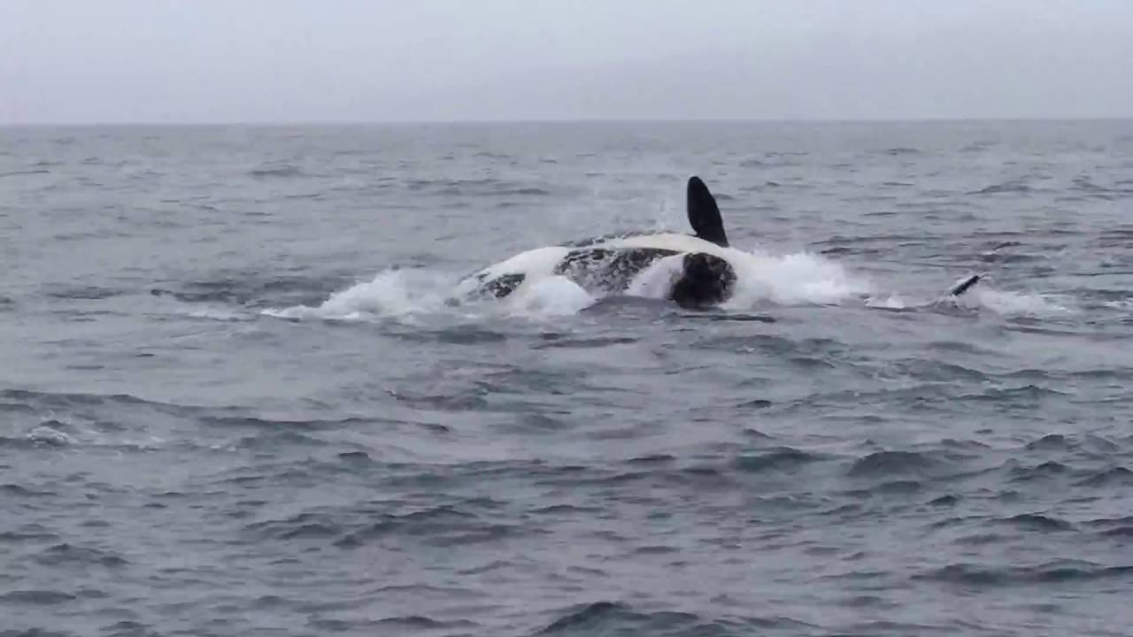 Orcas attack grey whale off Sonoma Coast, video 1 - YouTube