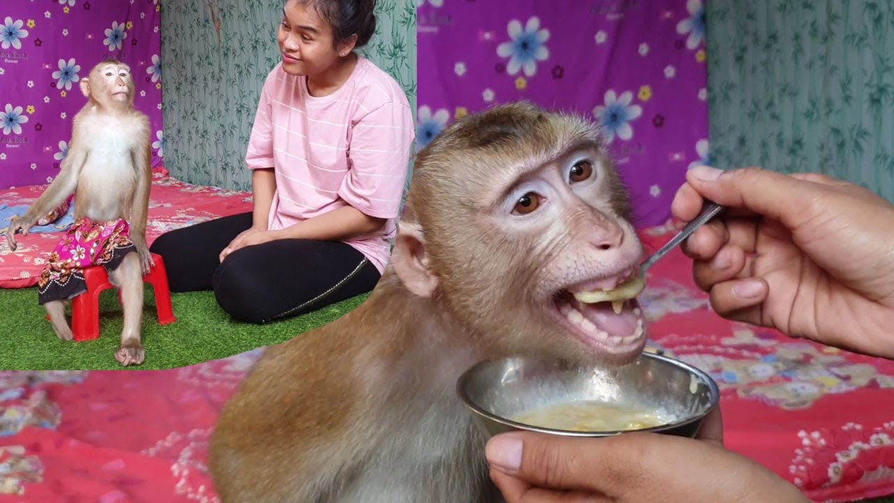 Aww..! So smart Koko eating dessert /Koko&Yoko official - YouTube