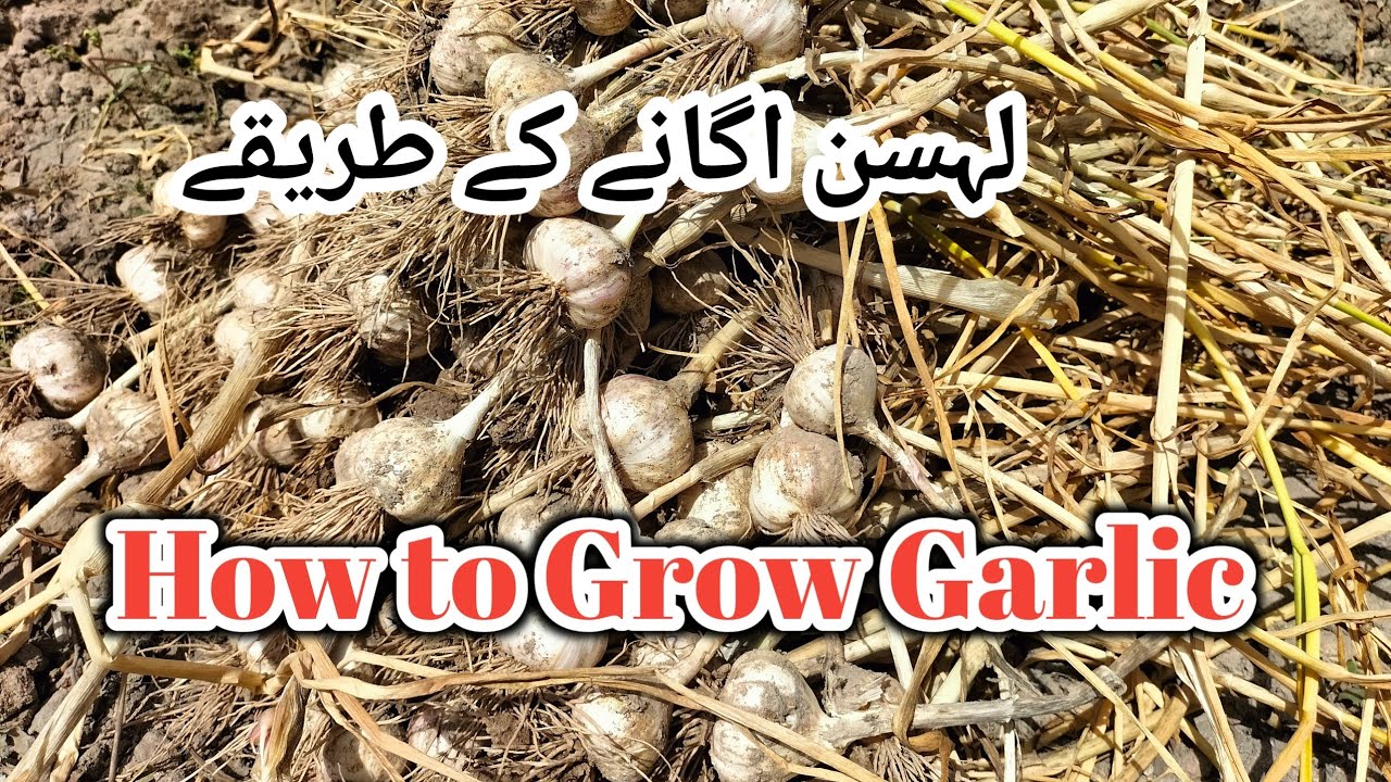 How To Grow Garlic 🧄 | Lehsan Ugane Ka Tareeqa - YouTube